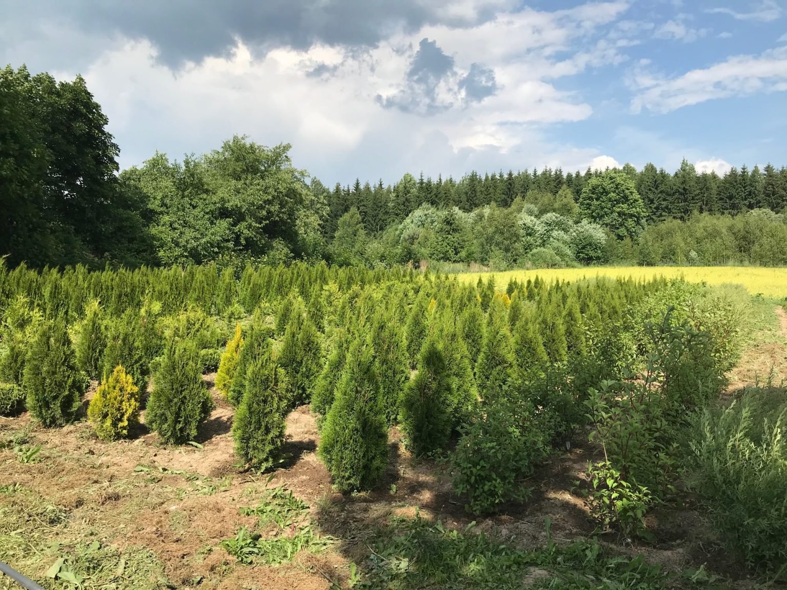 Hortenzijos | Tujos | Dekoratyviniai augalai – hortenzijuukis.lt